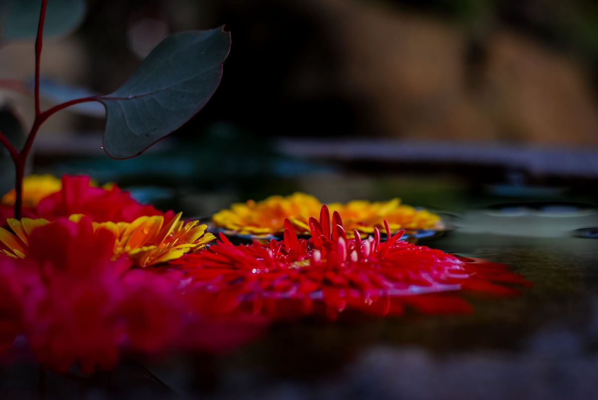 vivid colors second | GANREF