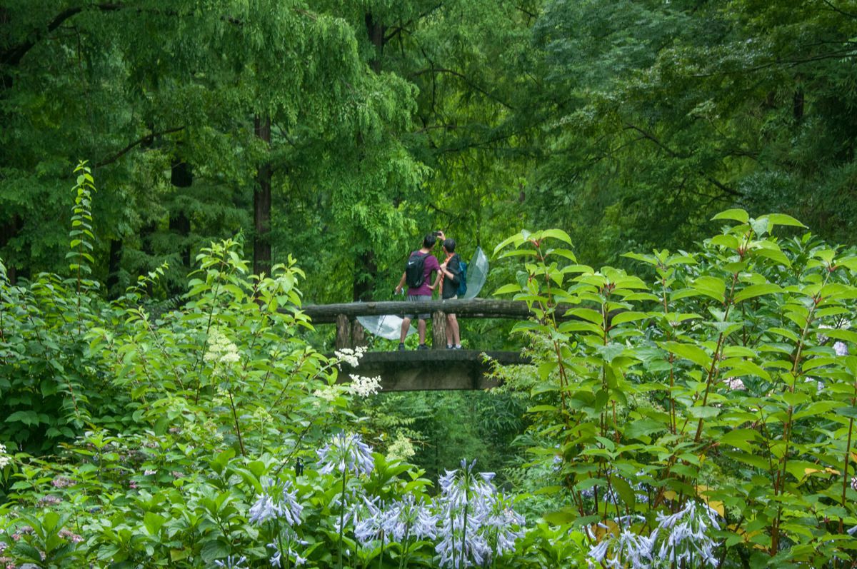 F O R E S T | GANREF