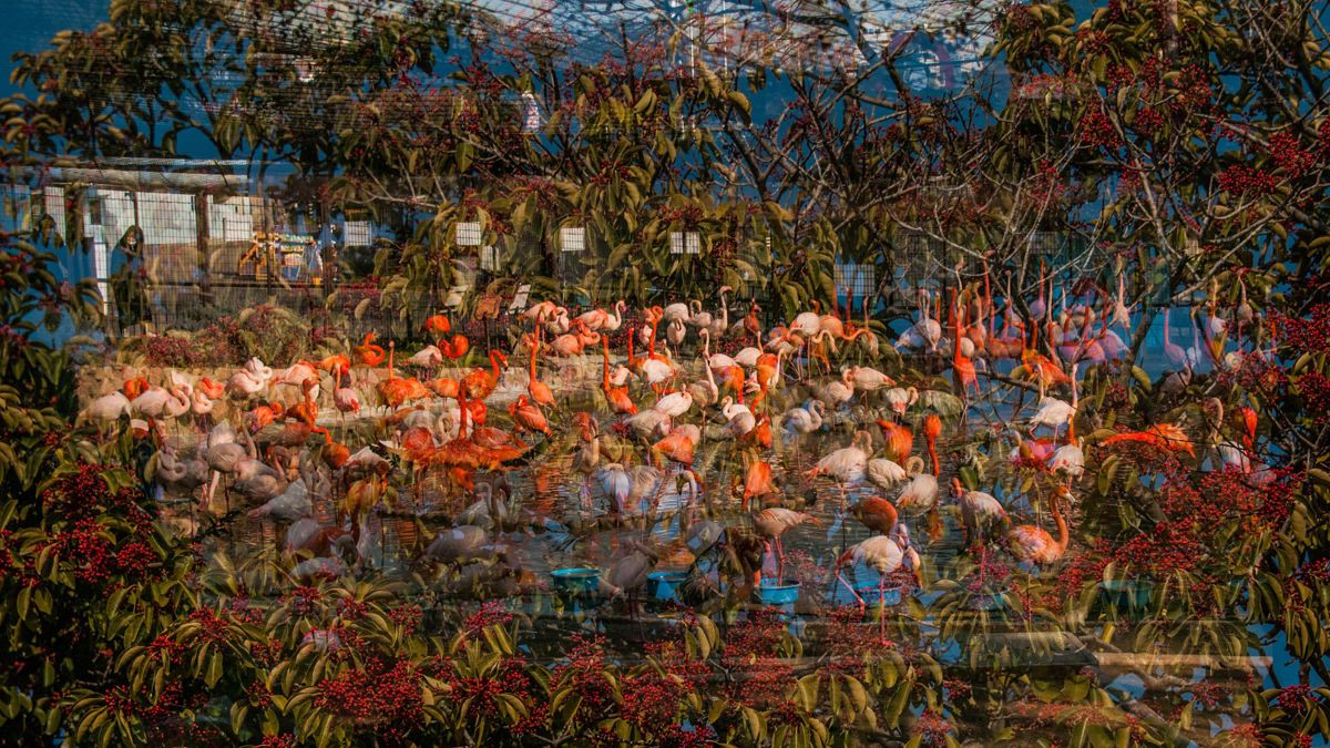 F L A M I N G O | GANREF