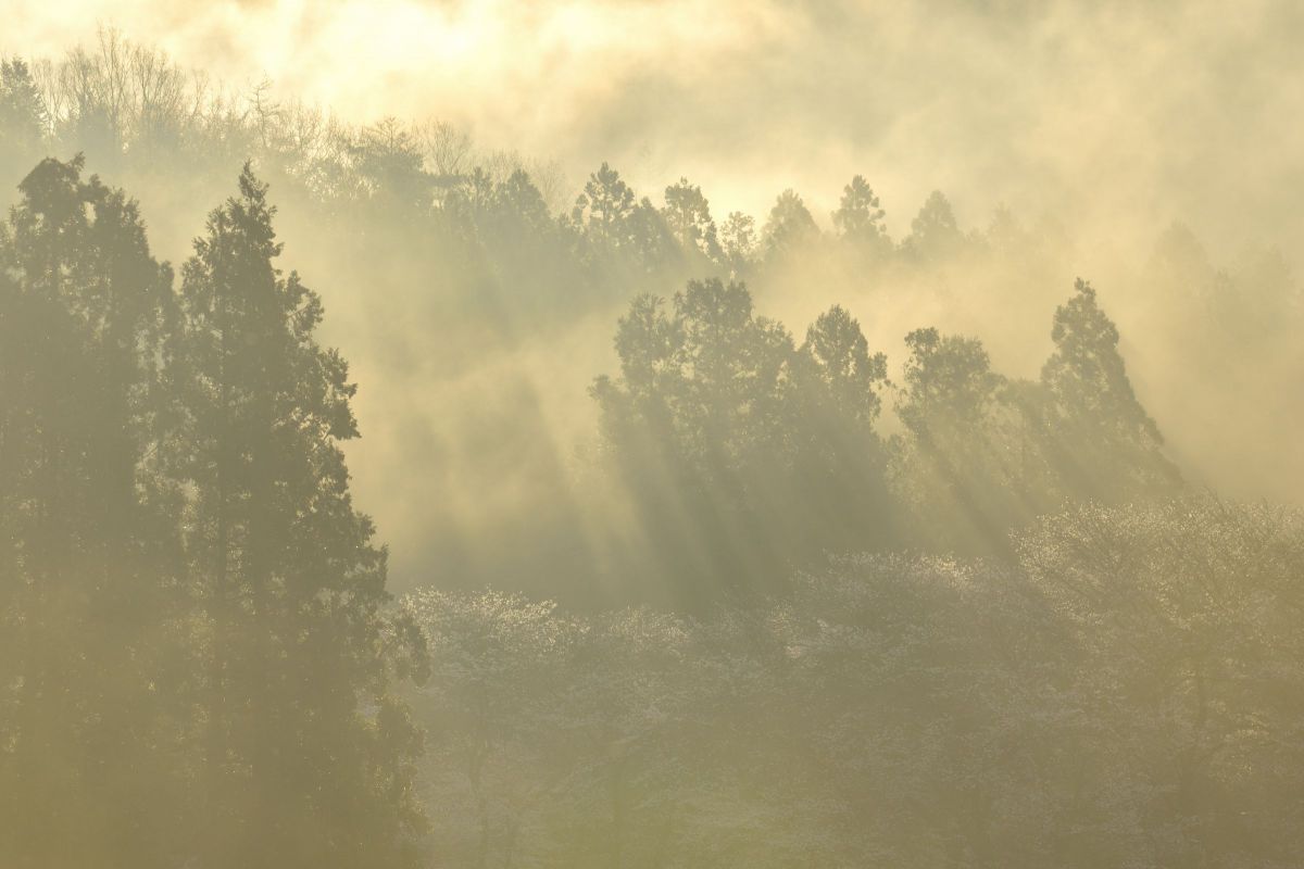 After the rain | GANREF