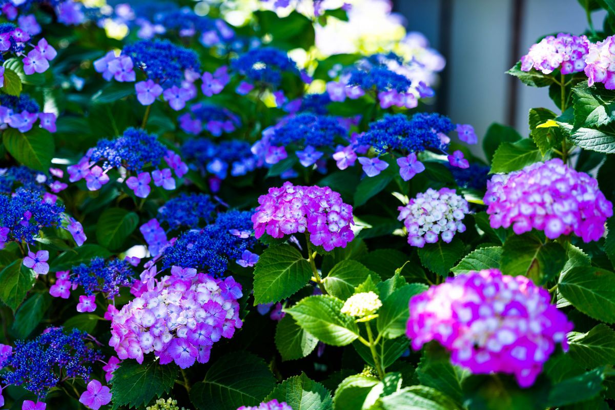 hydrangea | GANREF