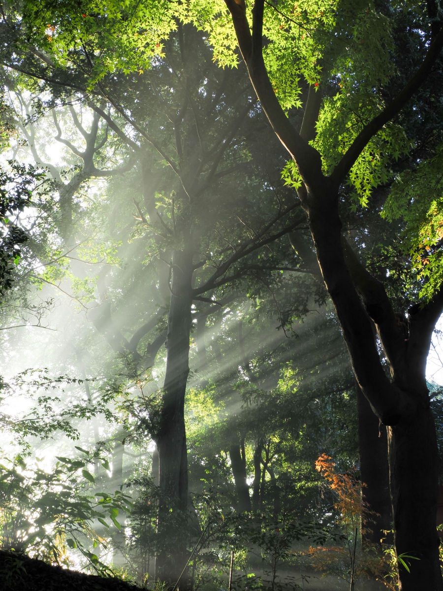 色づかぬ秋 | GANREF