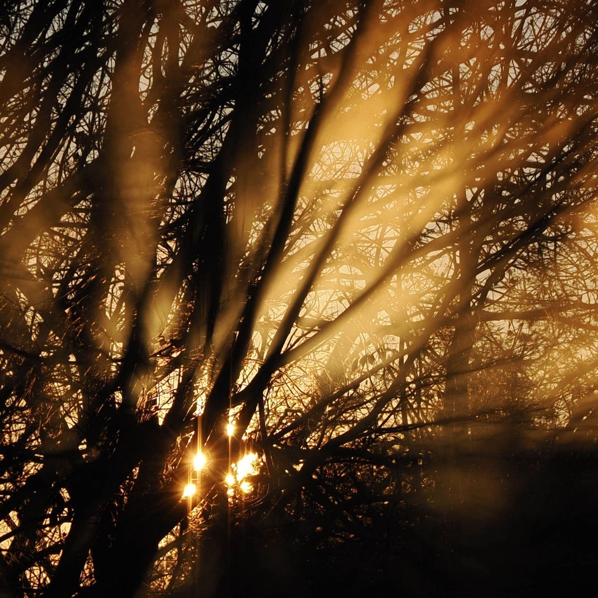 妖炎迫る | GANREF