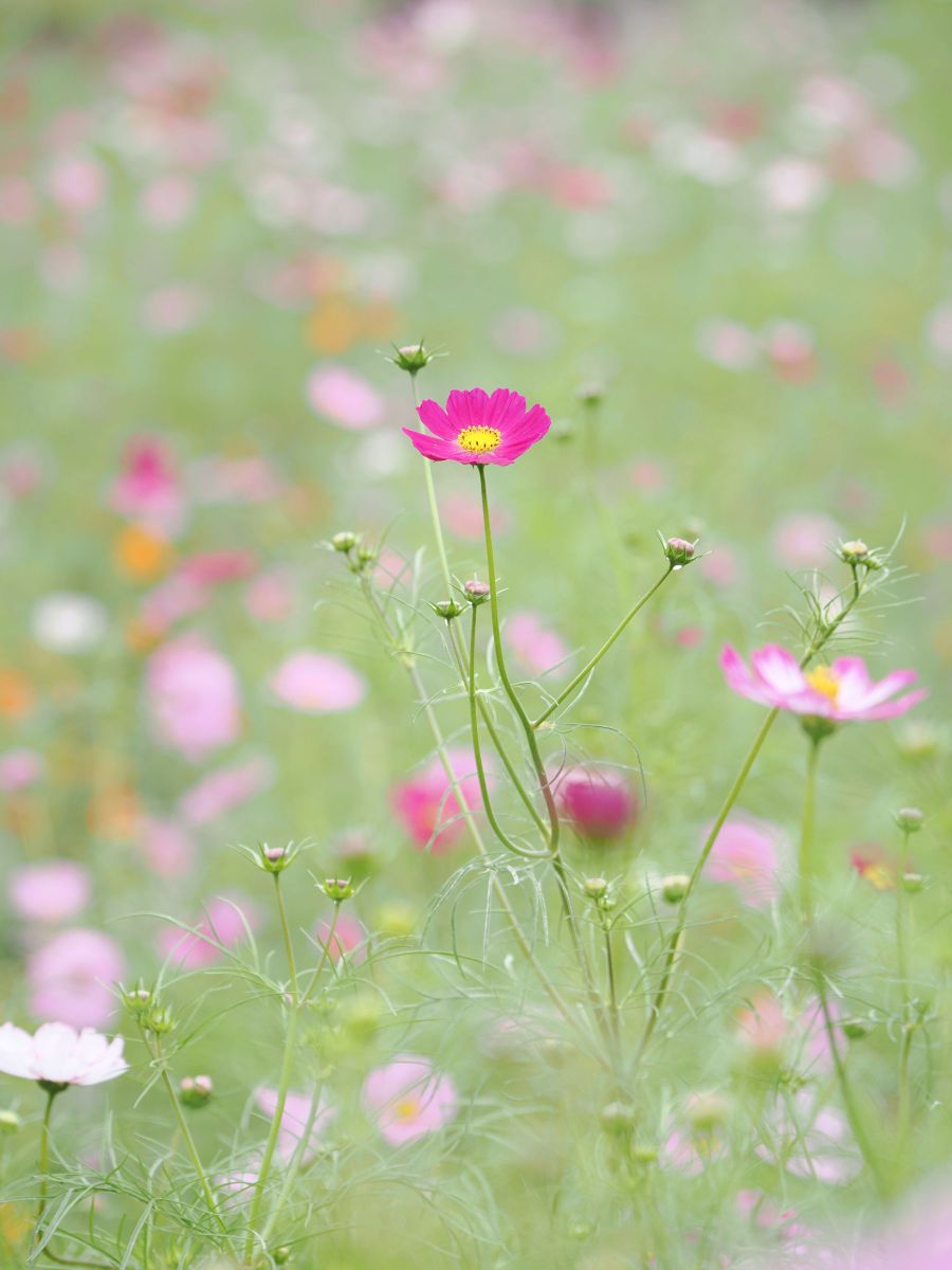 優しさ溢れて | GANREF