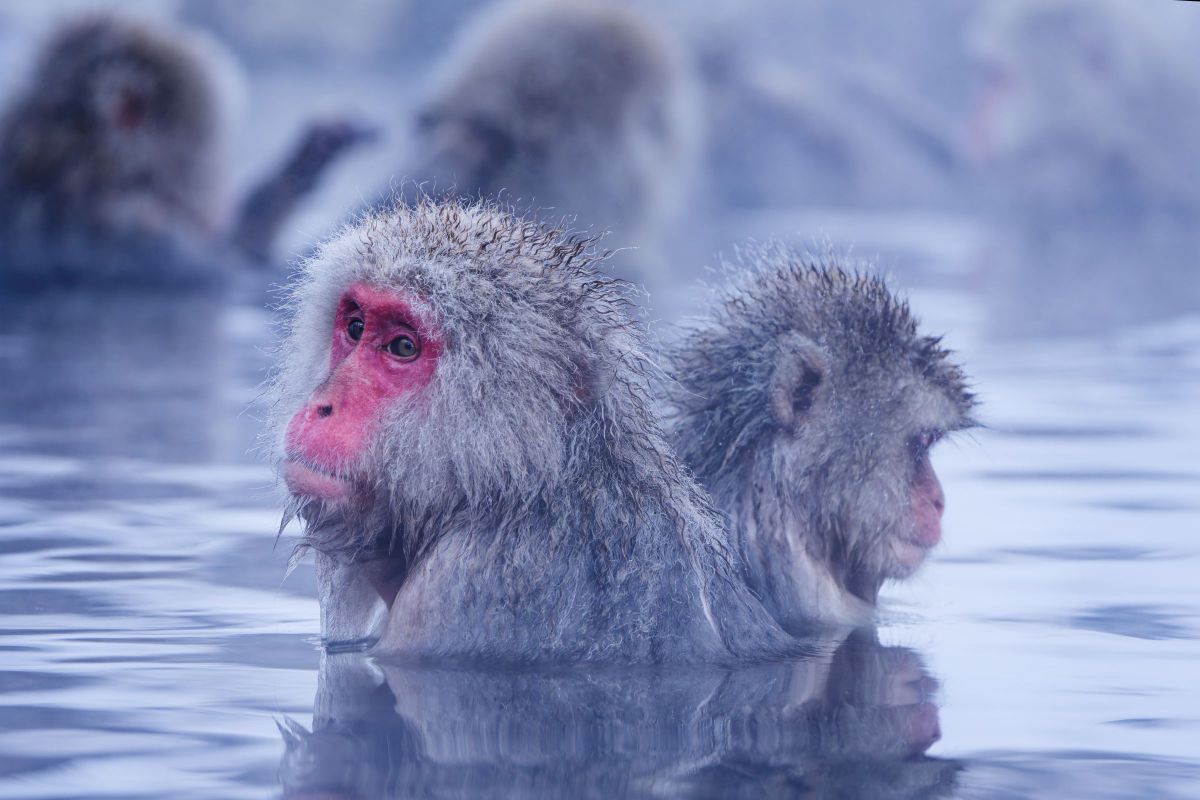 温泉旅情 | GANREF