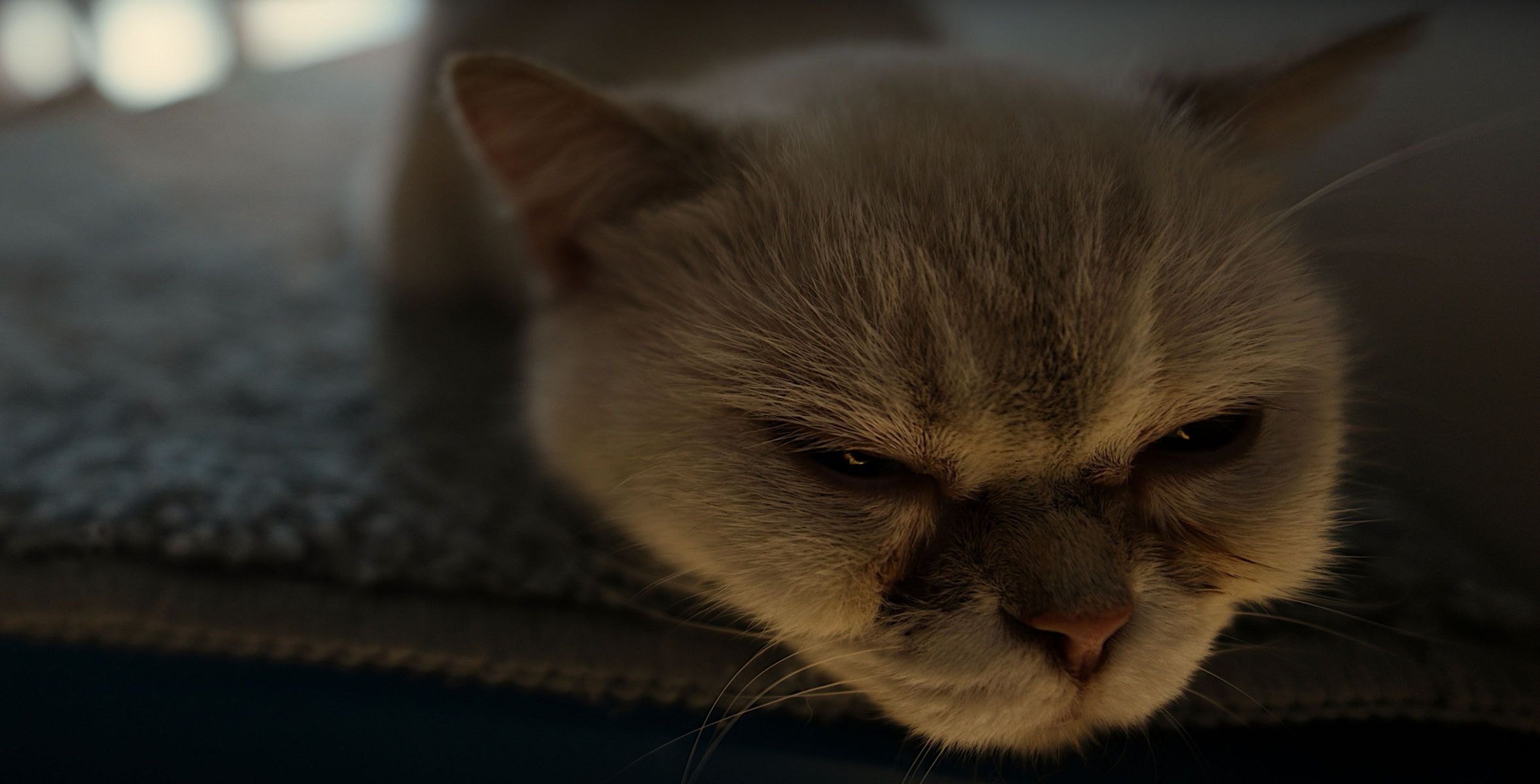 The sleepy cat | GANREF
