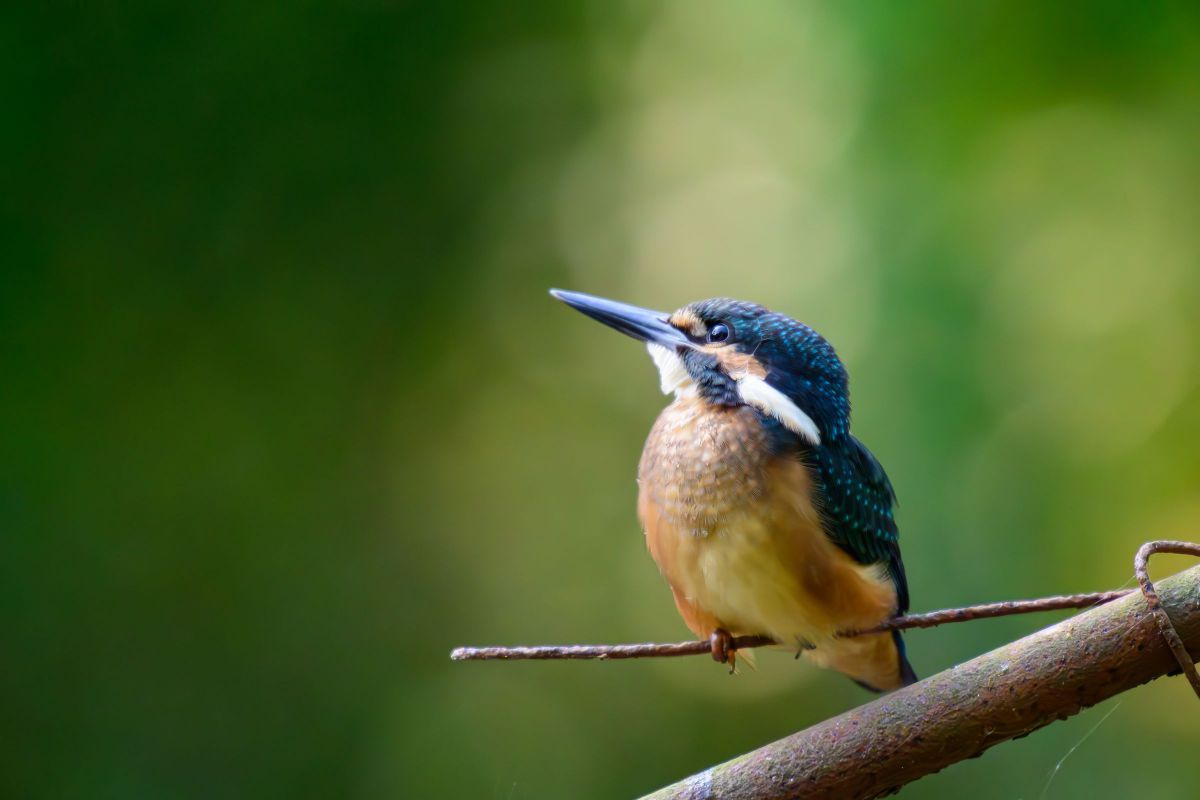 遠くを見つめるカワセミ | GANREF