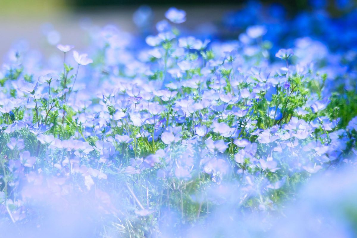 青い妖精 | GANREF