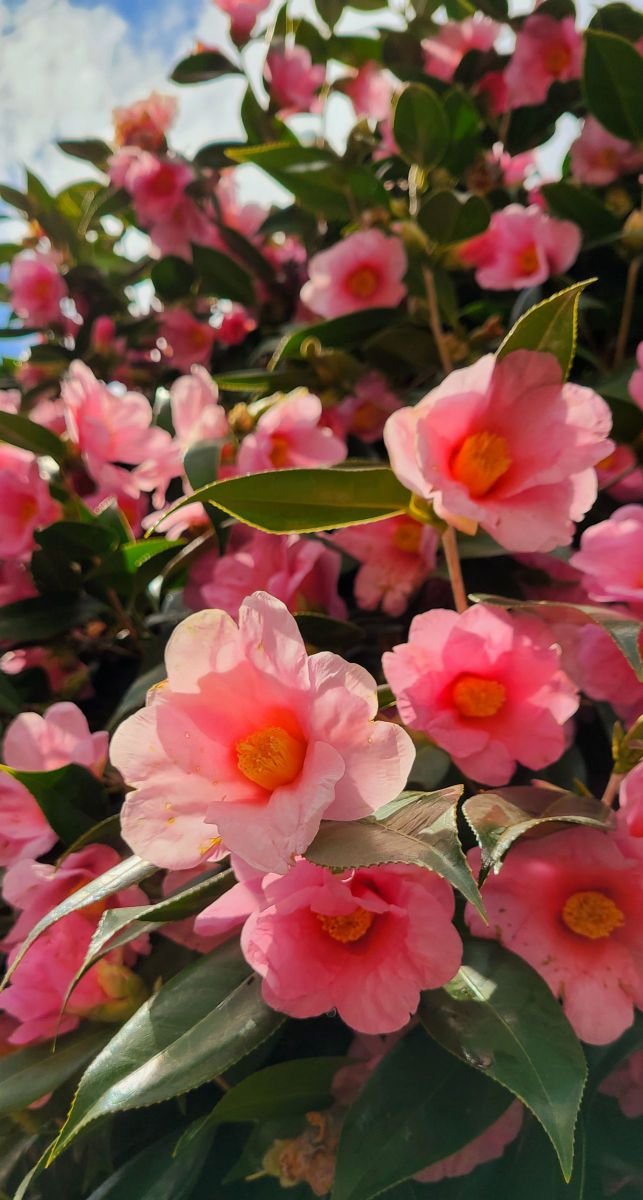 Spring flower | GANREF