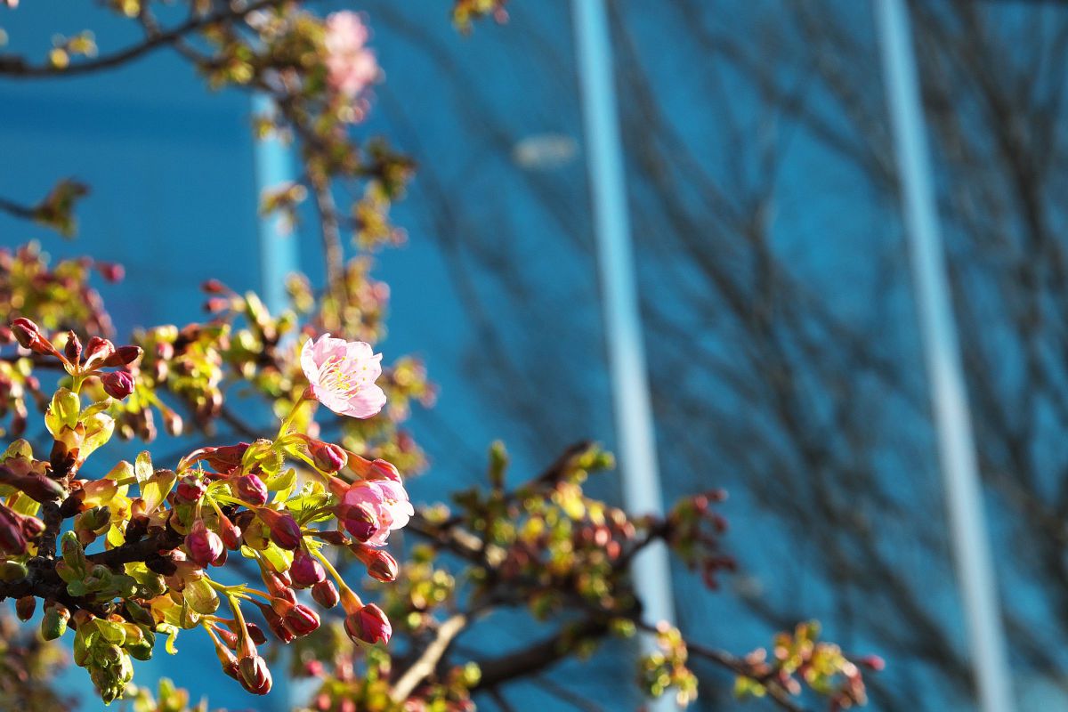 Winter / Spring | GANREF