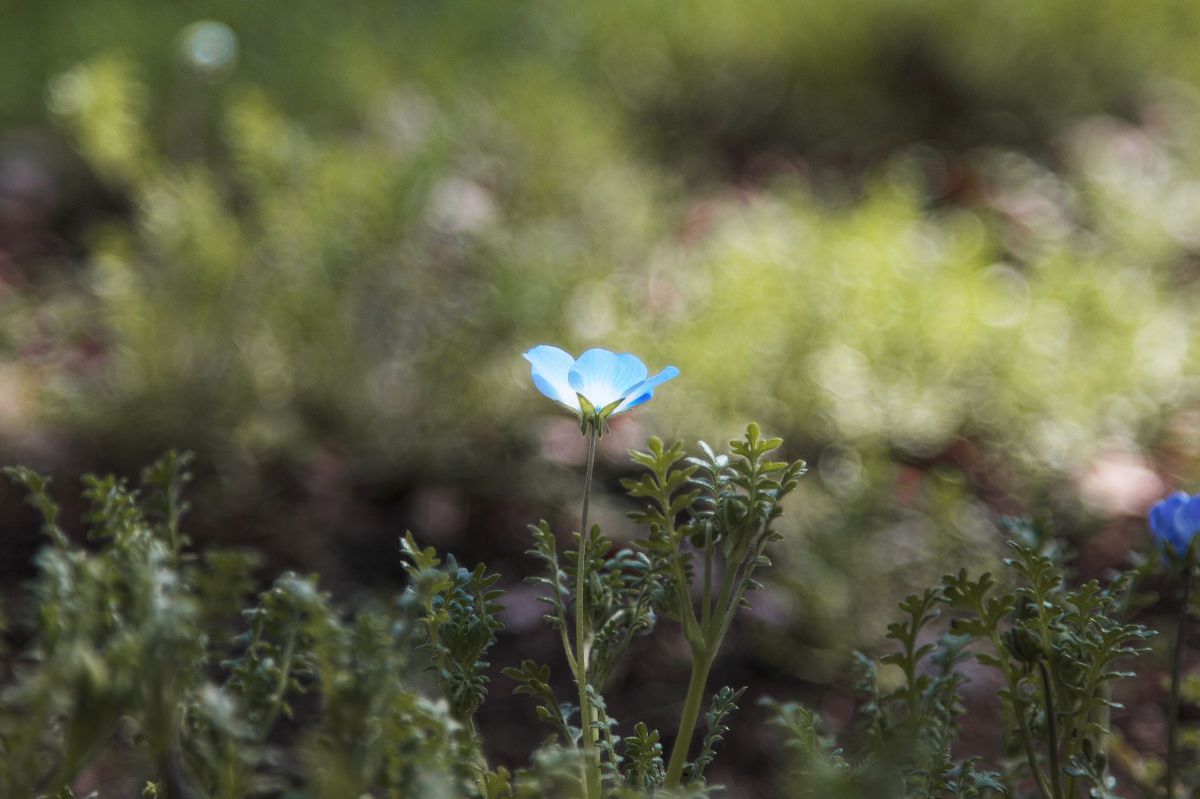 ネモフィラ | GANREF