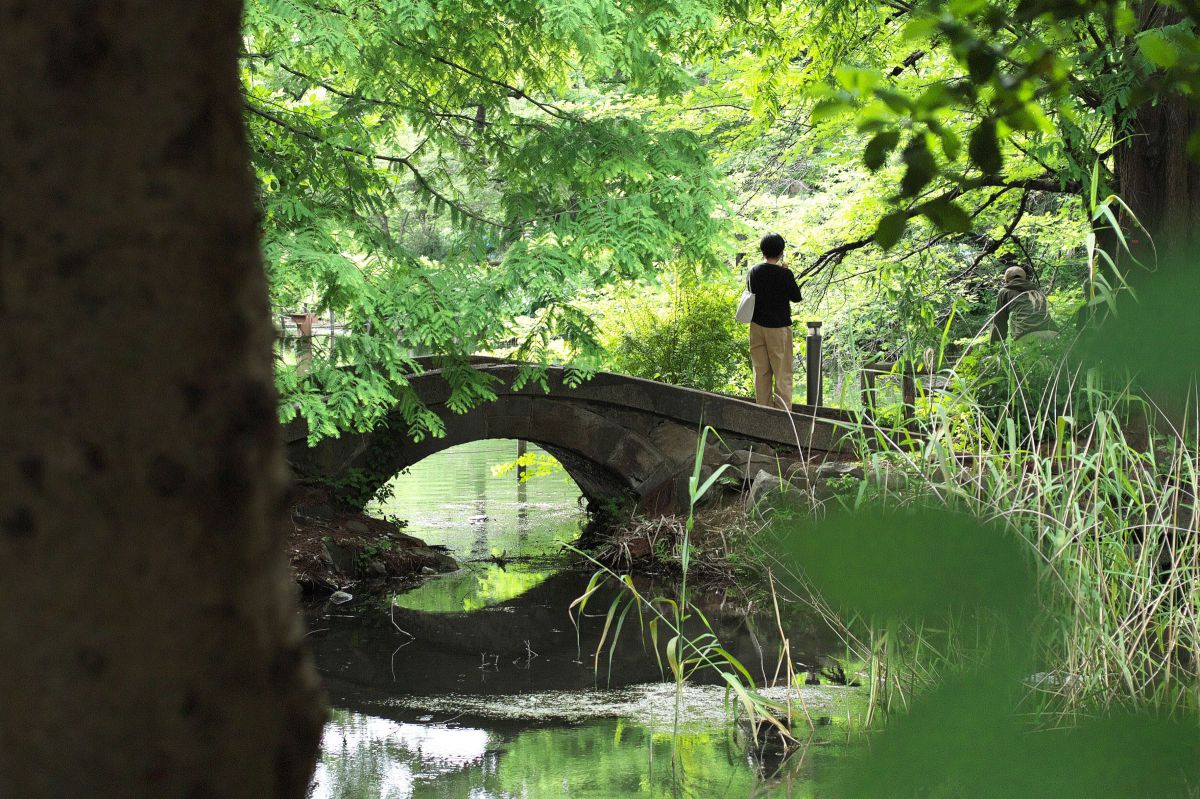 緑の中で | GANREF