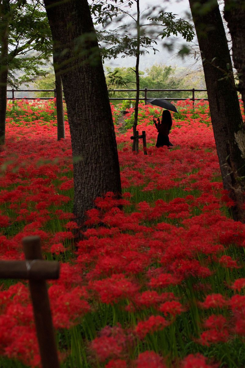 巾着田にて | GANREF