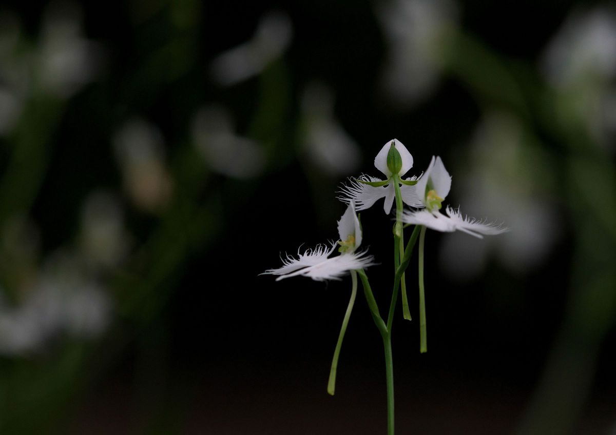 2024サギソウ-3 | GANREF