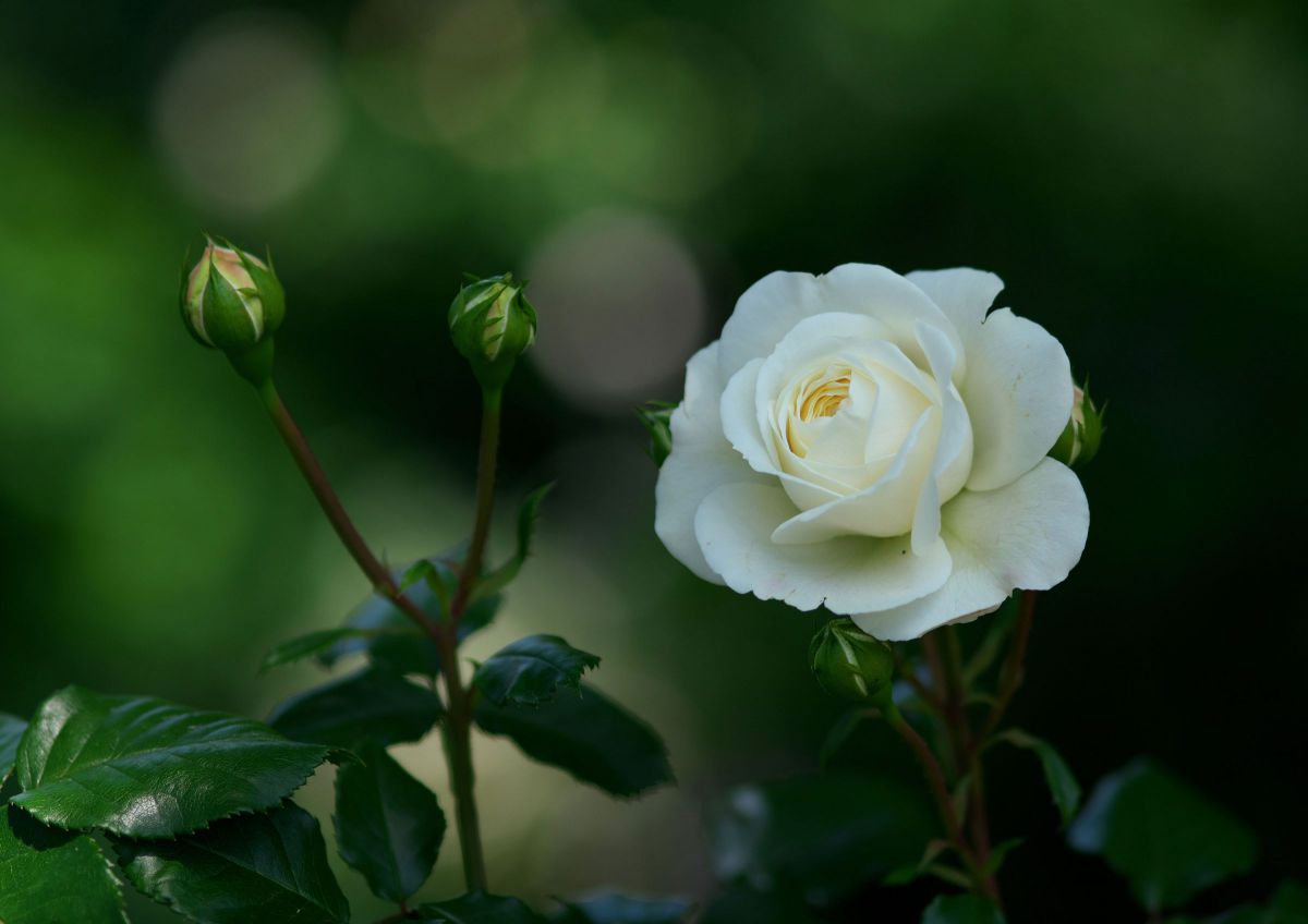 Rose Week 3 | GANREF