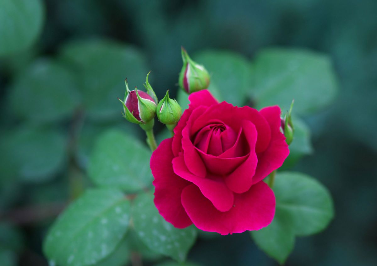 Rose Week 1 | GANREF