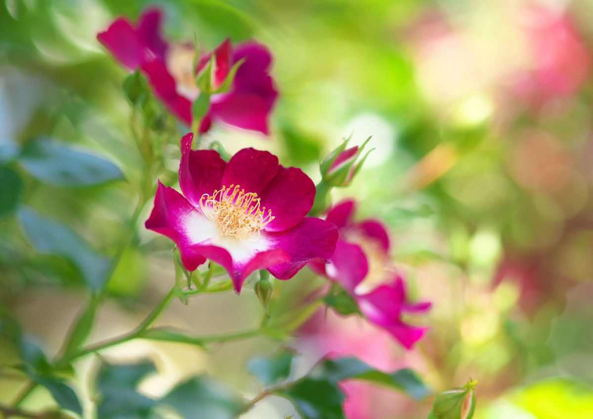 Rose Week 2 | GANREF