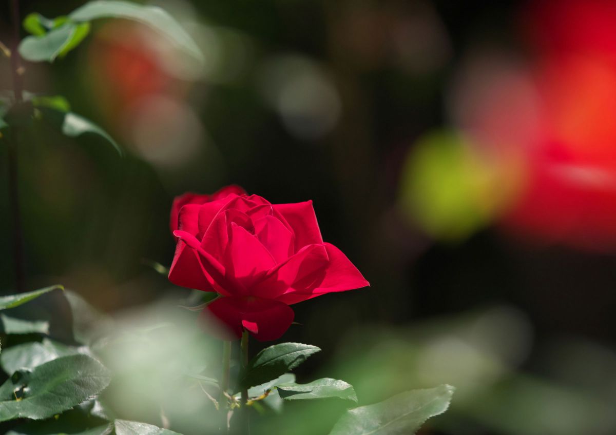 Rose Week 5 | GANREF