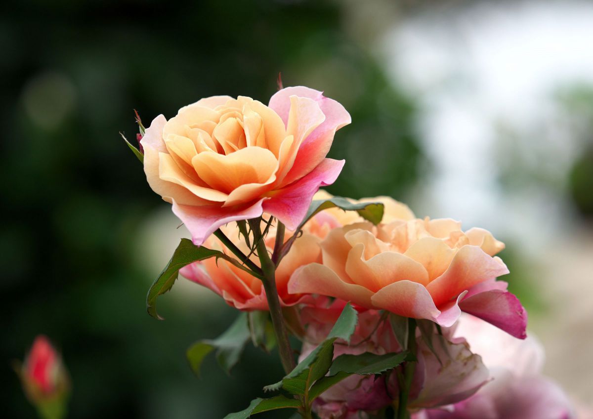 Rose Week 4 | GANREF