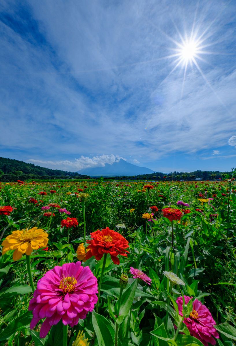 百日草と夏の富士山をダイナミックに | GANREF