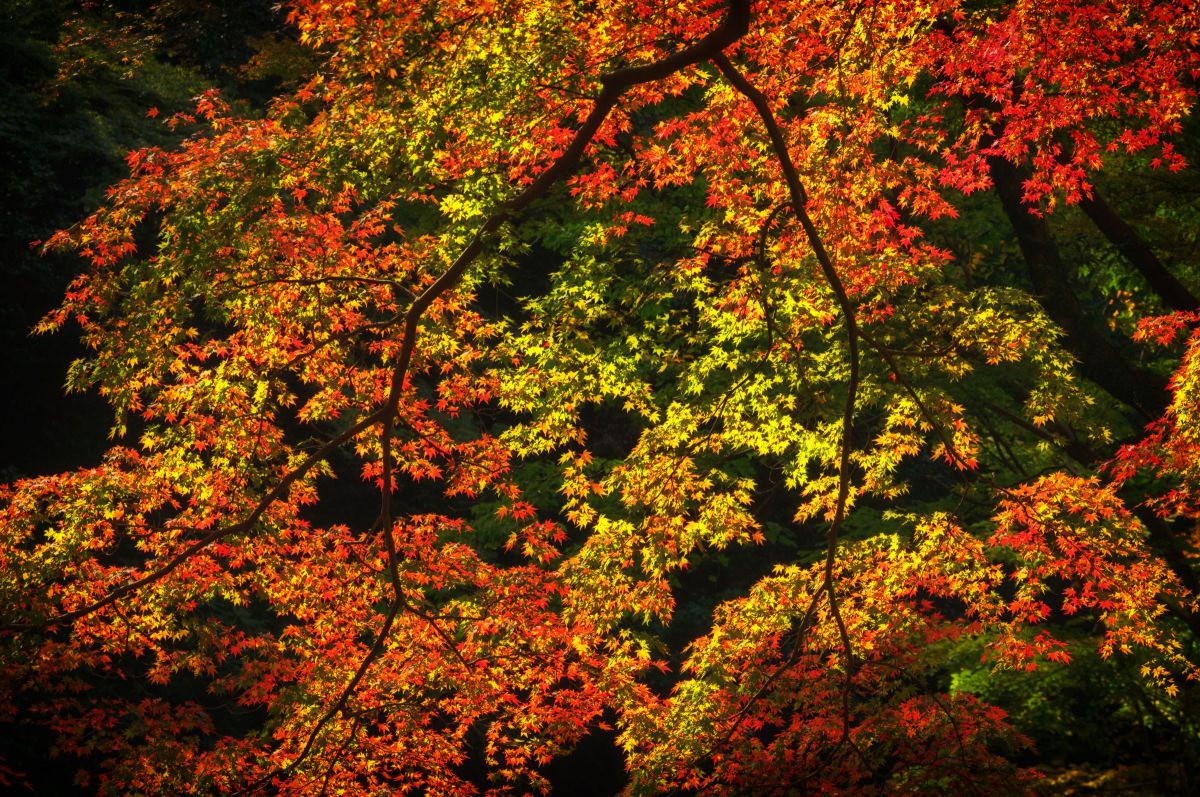 秋真っ盛り | GANREF