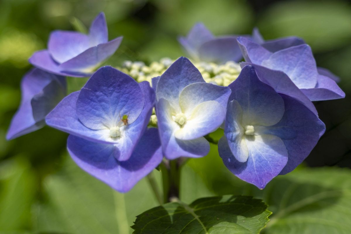 It's a small world | GANREF