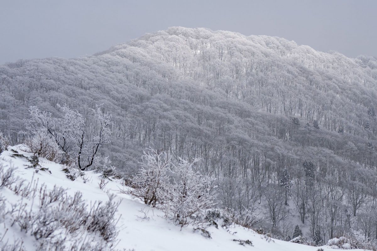 雪の木立 | GANREF