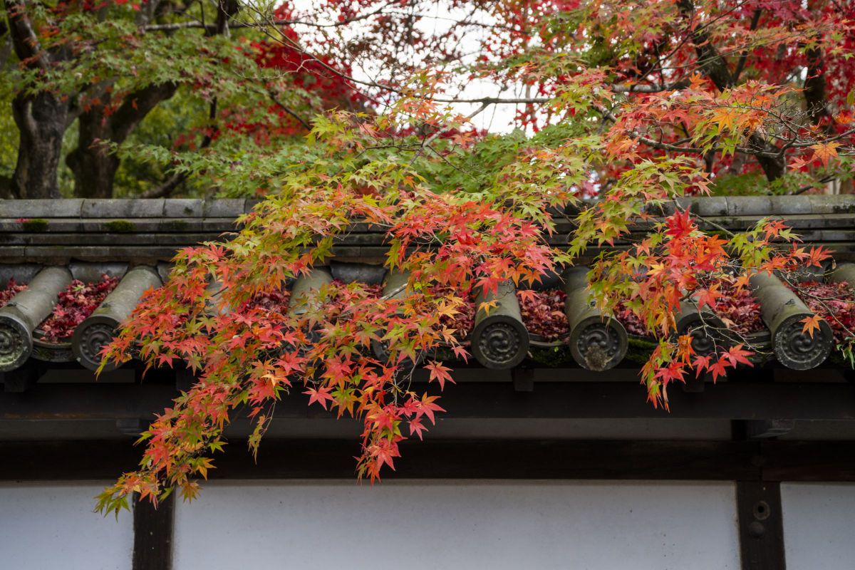 南禅寺にて | GANREF