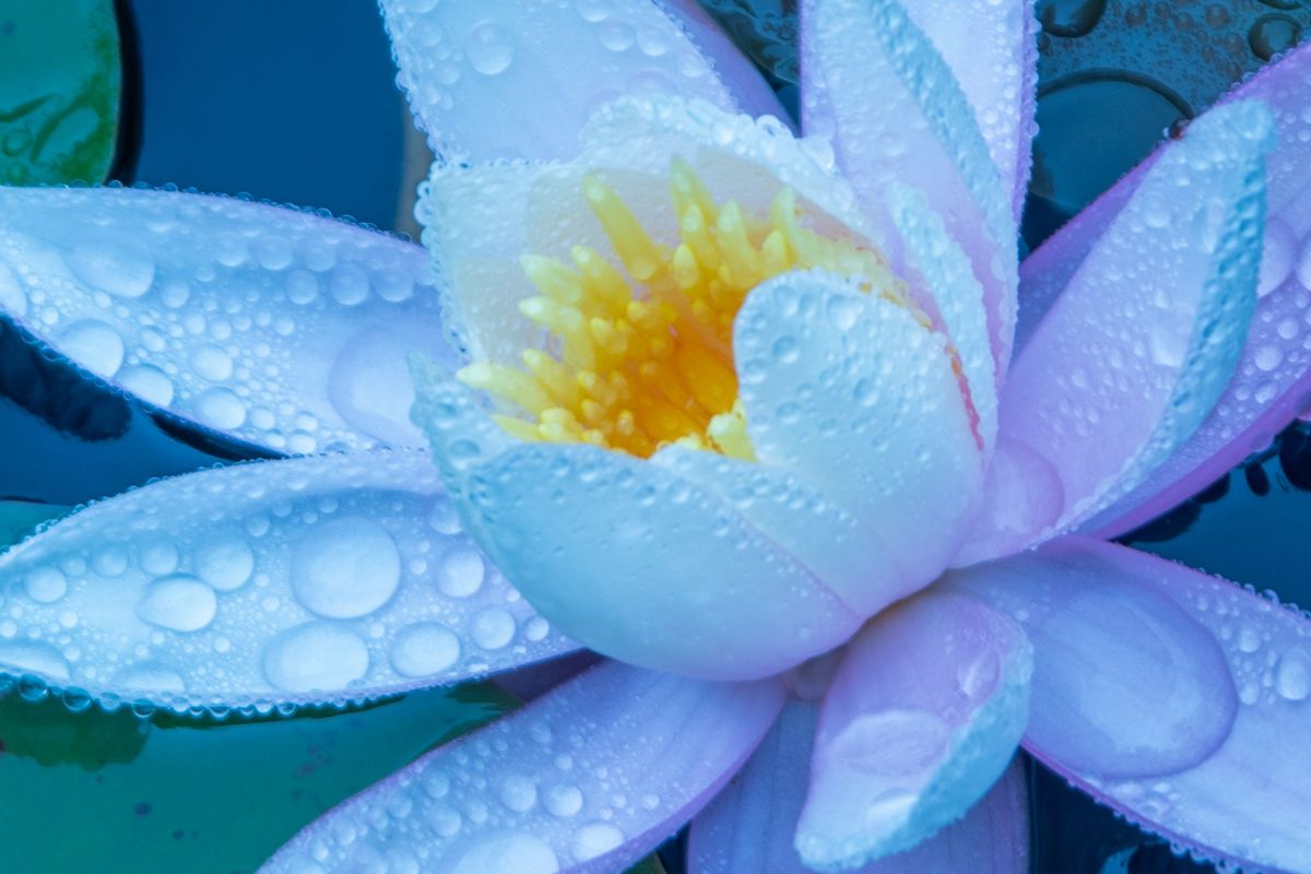 白い妖精 | GANREF