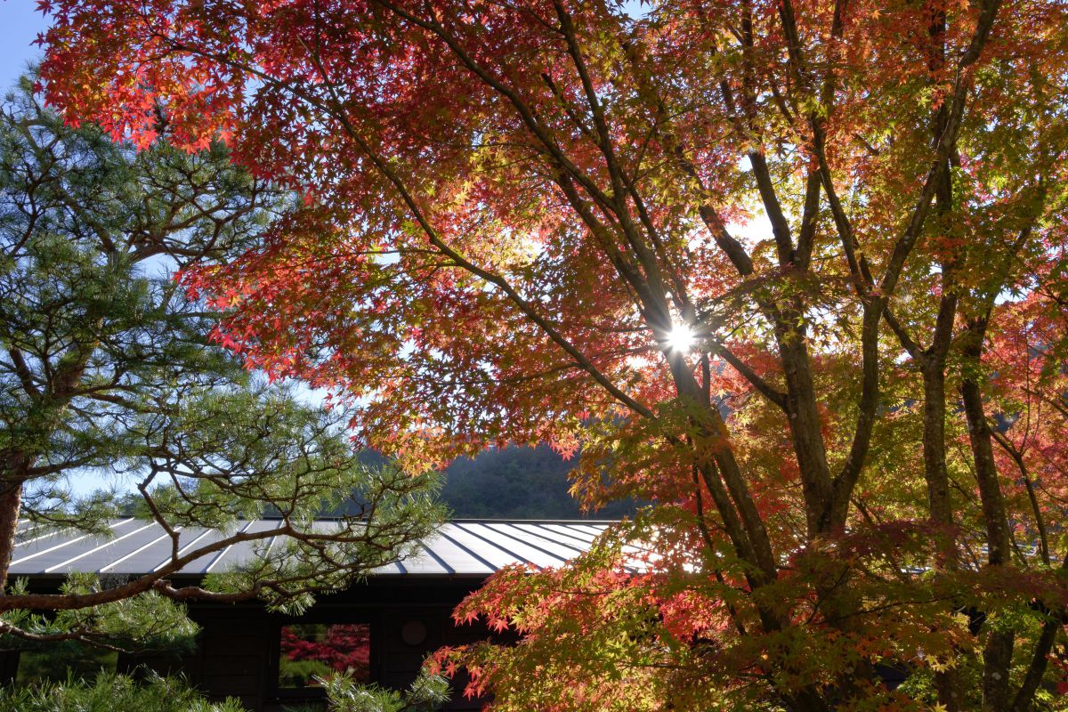 秋の西日を受けて | GANREF