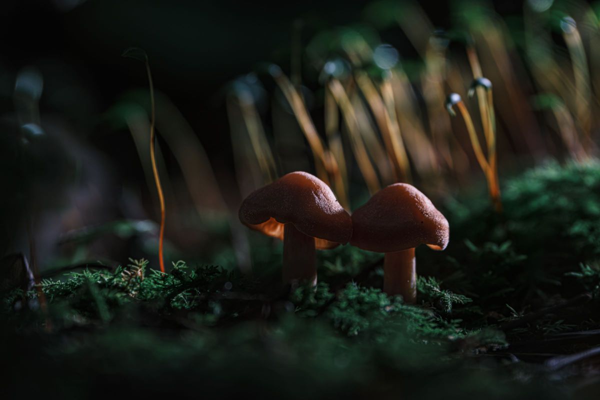 A Lifetime Together | GANREF