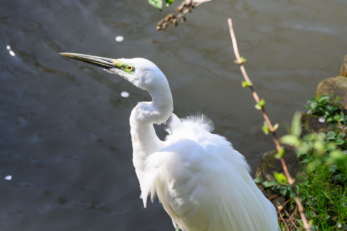 何をみてるの？ | GANREF