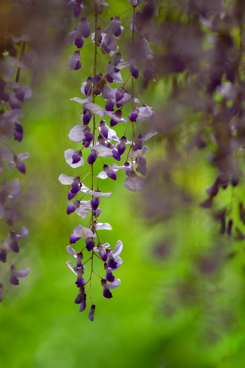 purple rain | GANREF