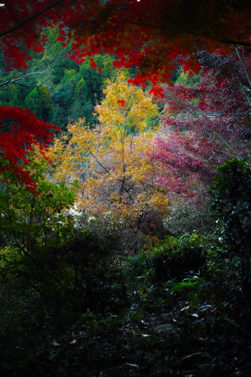 Autumn Window | GANREF