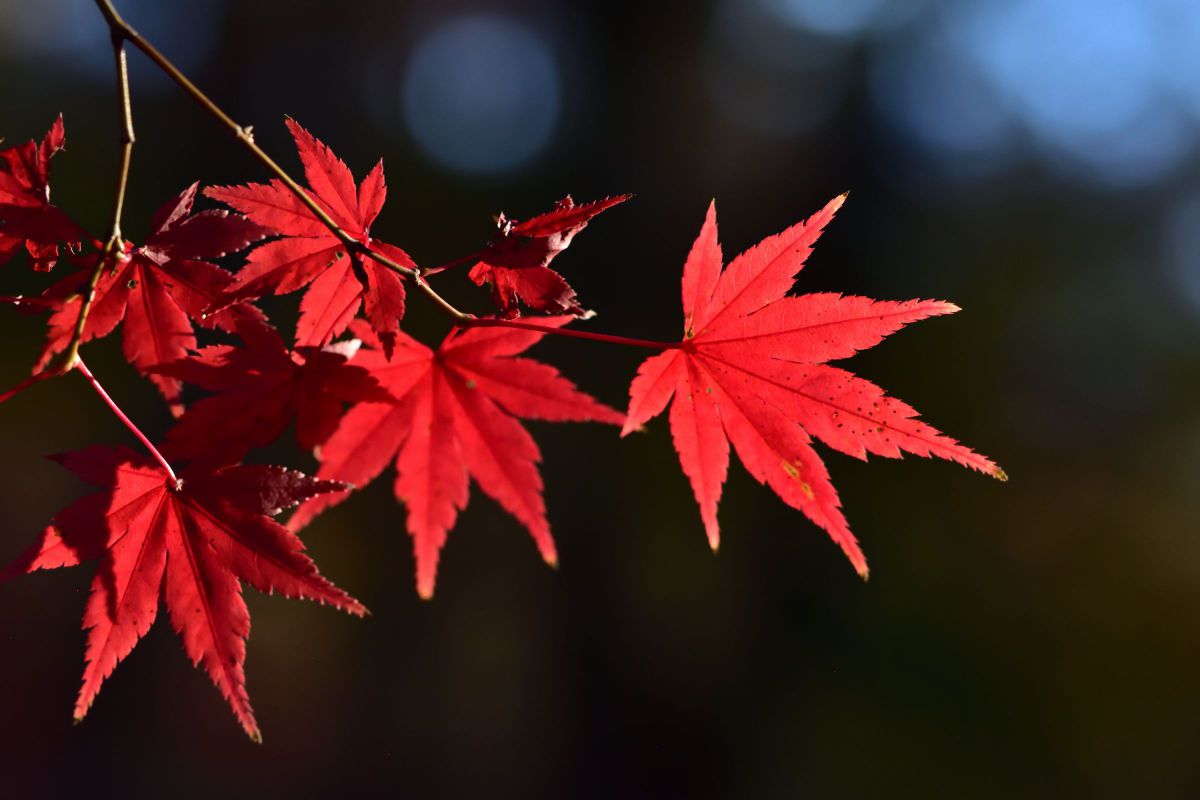 sentimental fall | GANREF