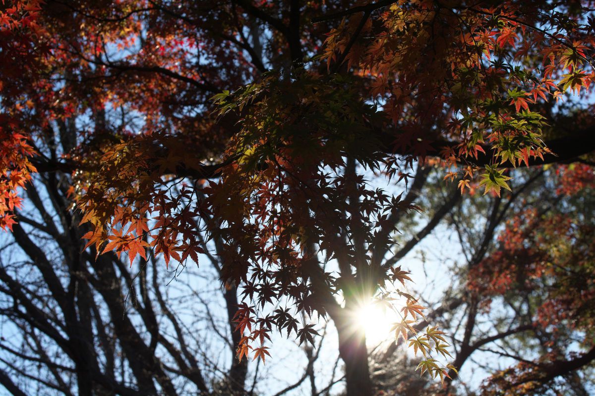 紅葉に光射す | GANREF