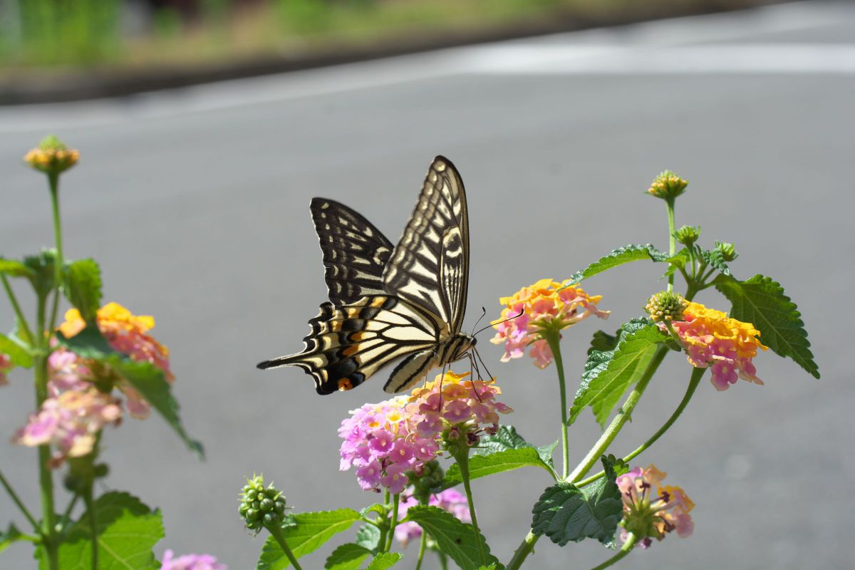 Asian swallowtail | GANREF