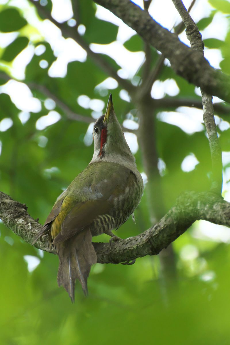 見上げる | GANREF