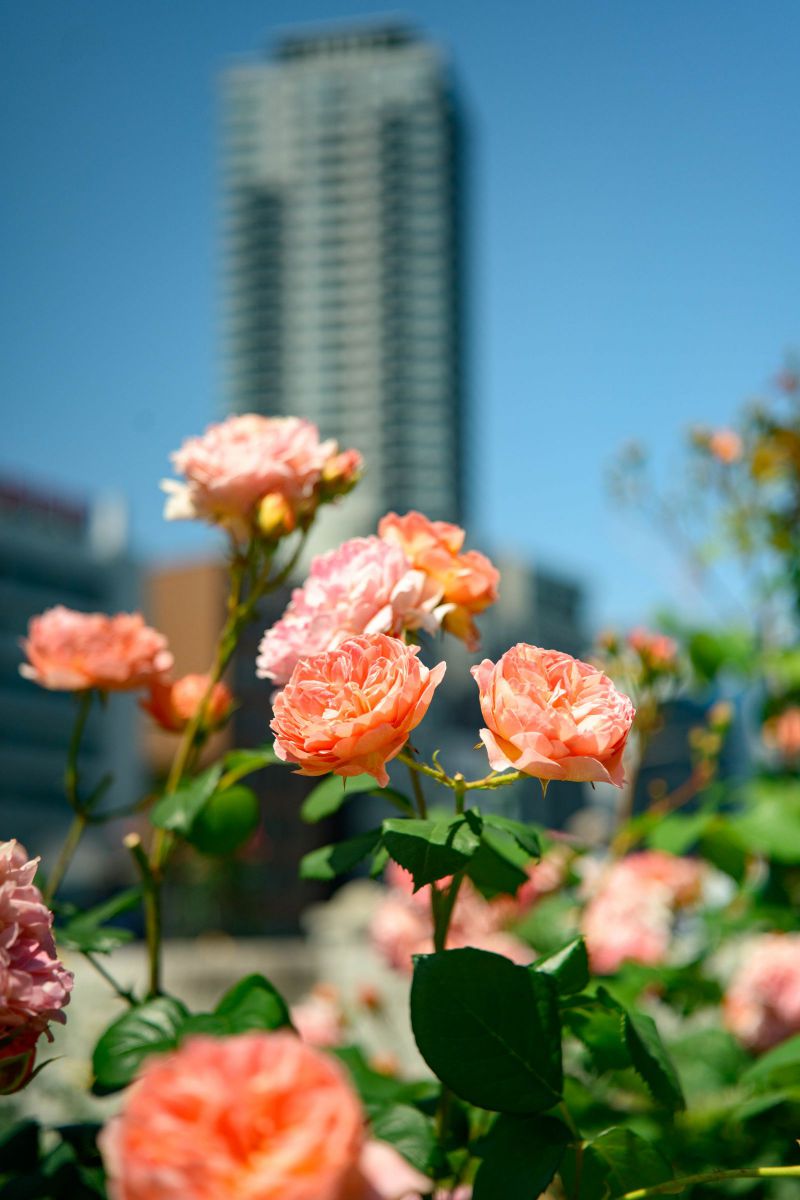 都会の春薔薇（オールドVer．） | GANREF