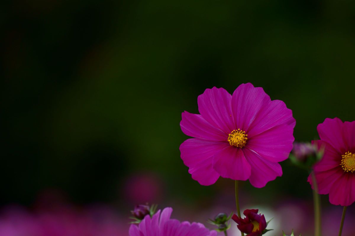 原色コスモス | GANREF