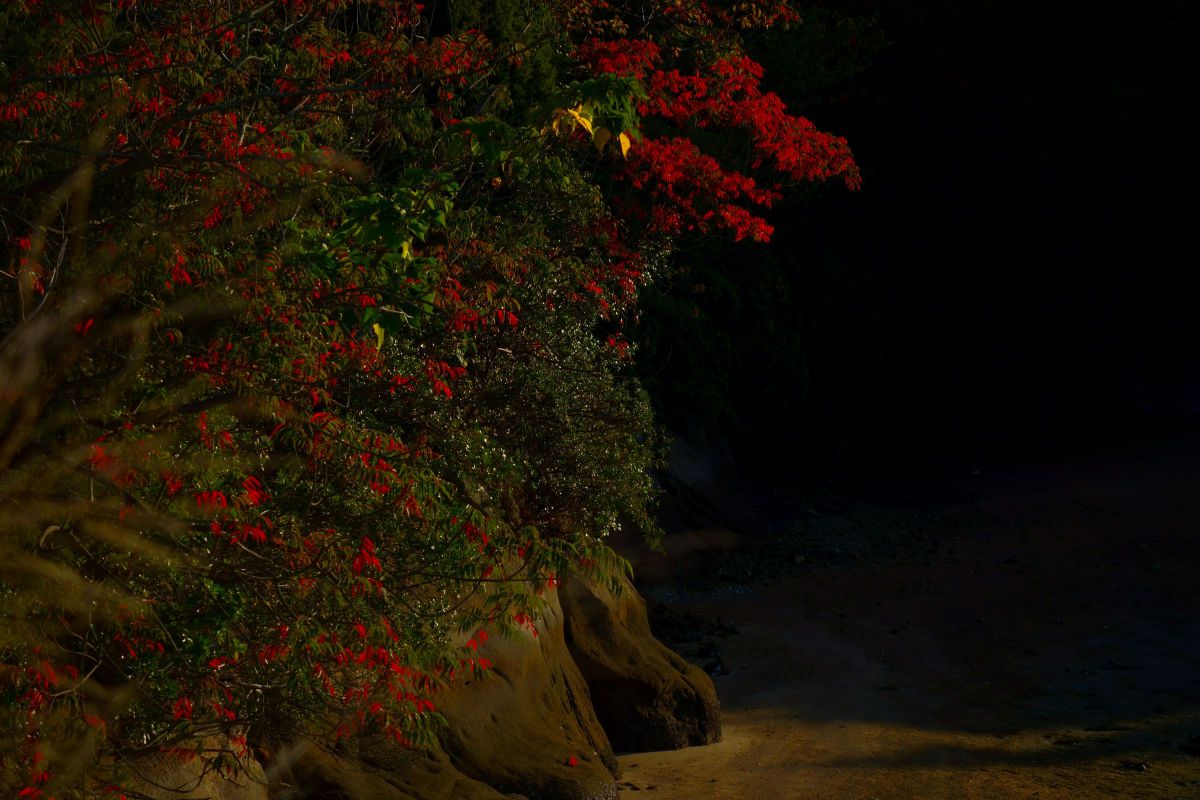 海辺の紅葉 | GANREF