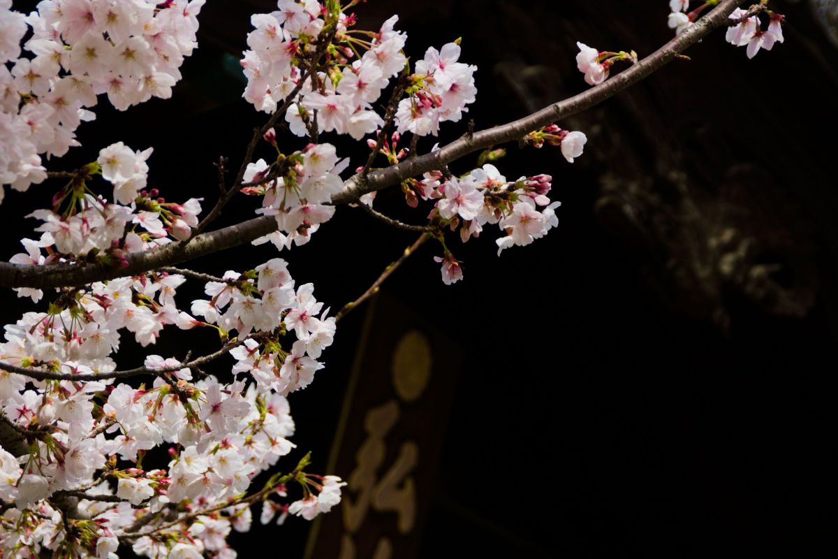 春の1枚 ② | GANREF