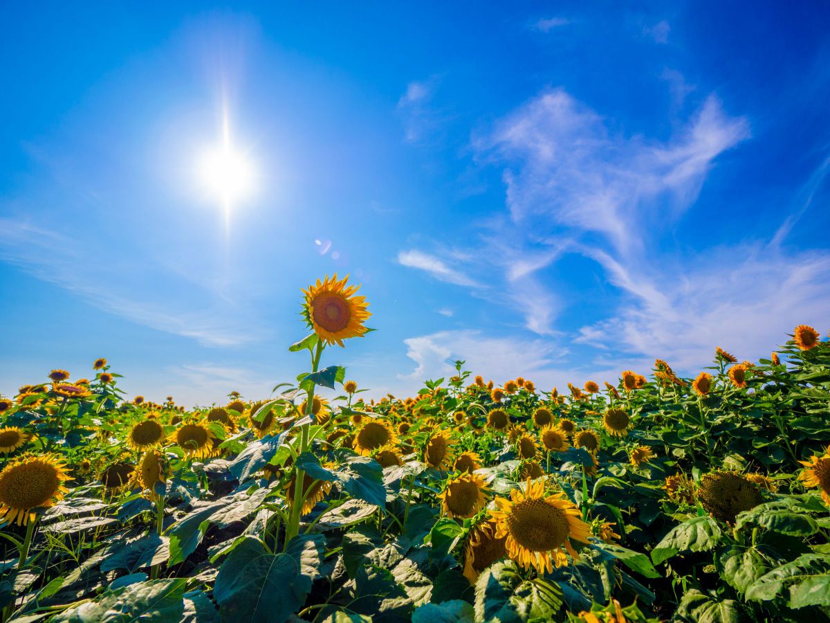 夏のPower | GANREF