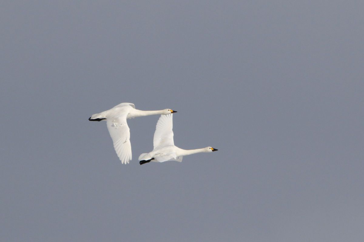 White wings | GANREF