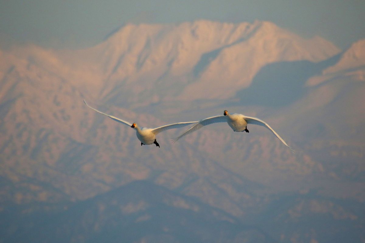 White wings | GANREF