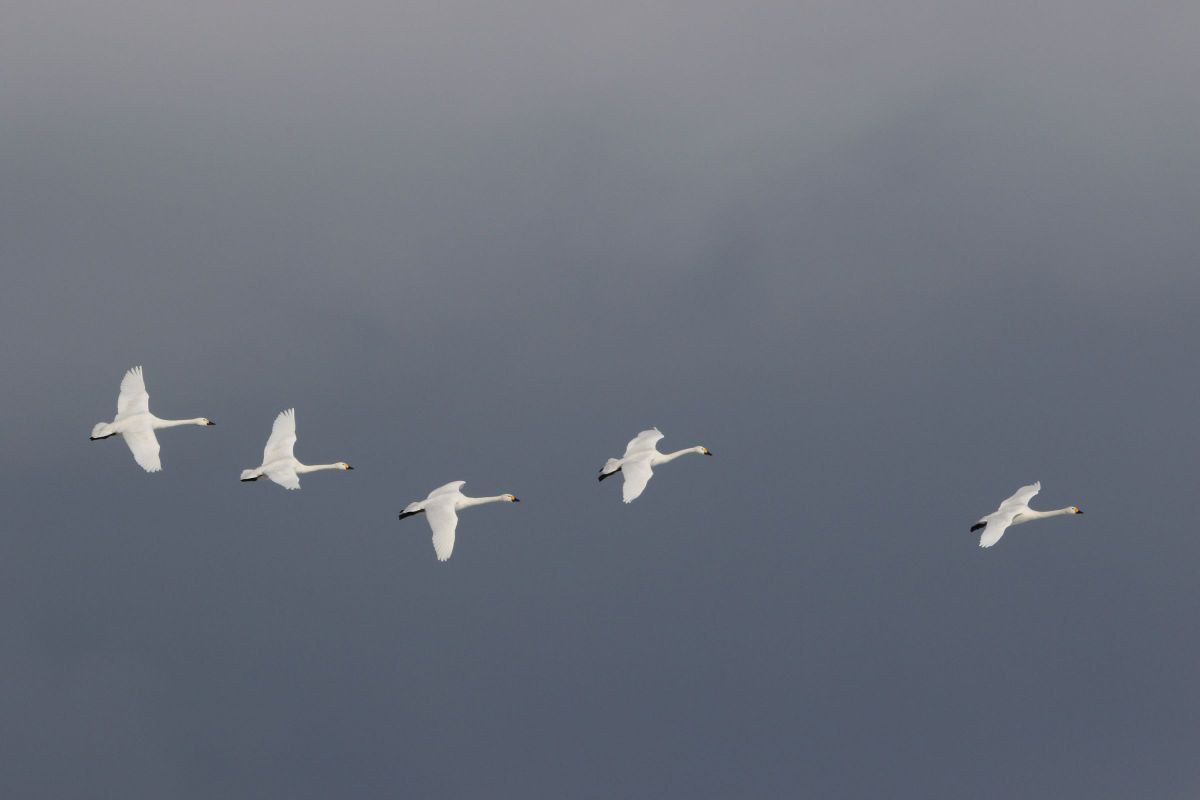 White wings | GANREF