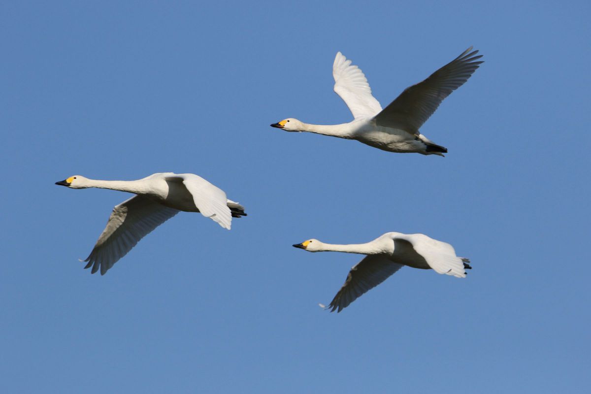 White wings | GANREF