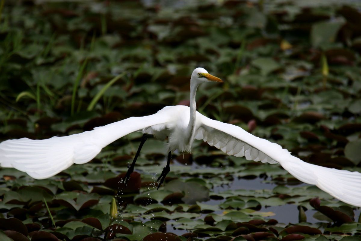 White wings | GANREF