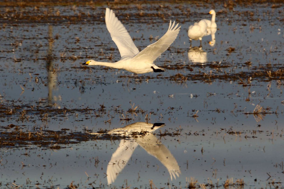 White wings | GANREF