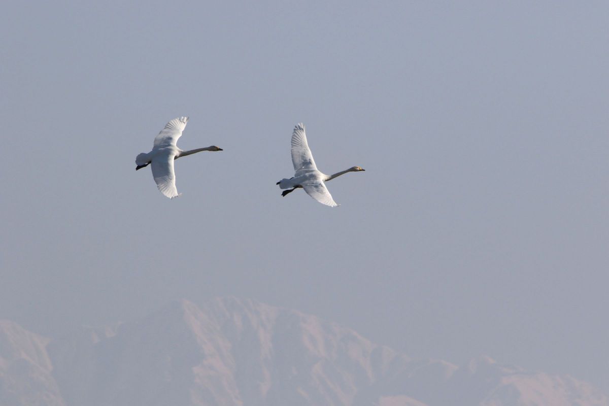 Shining wings | GANREF